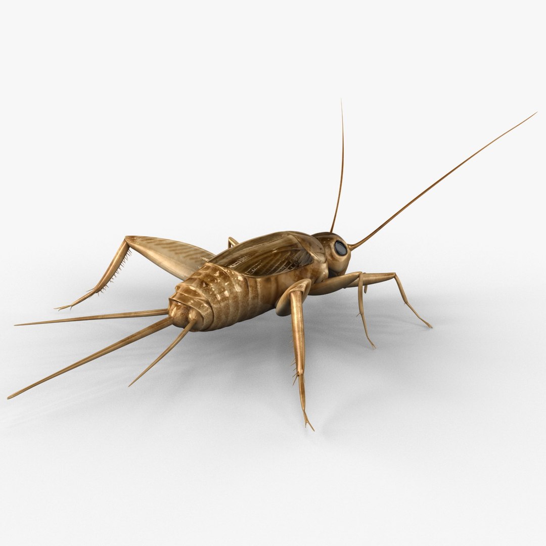 Cricket 3d 3ds