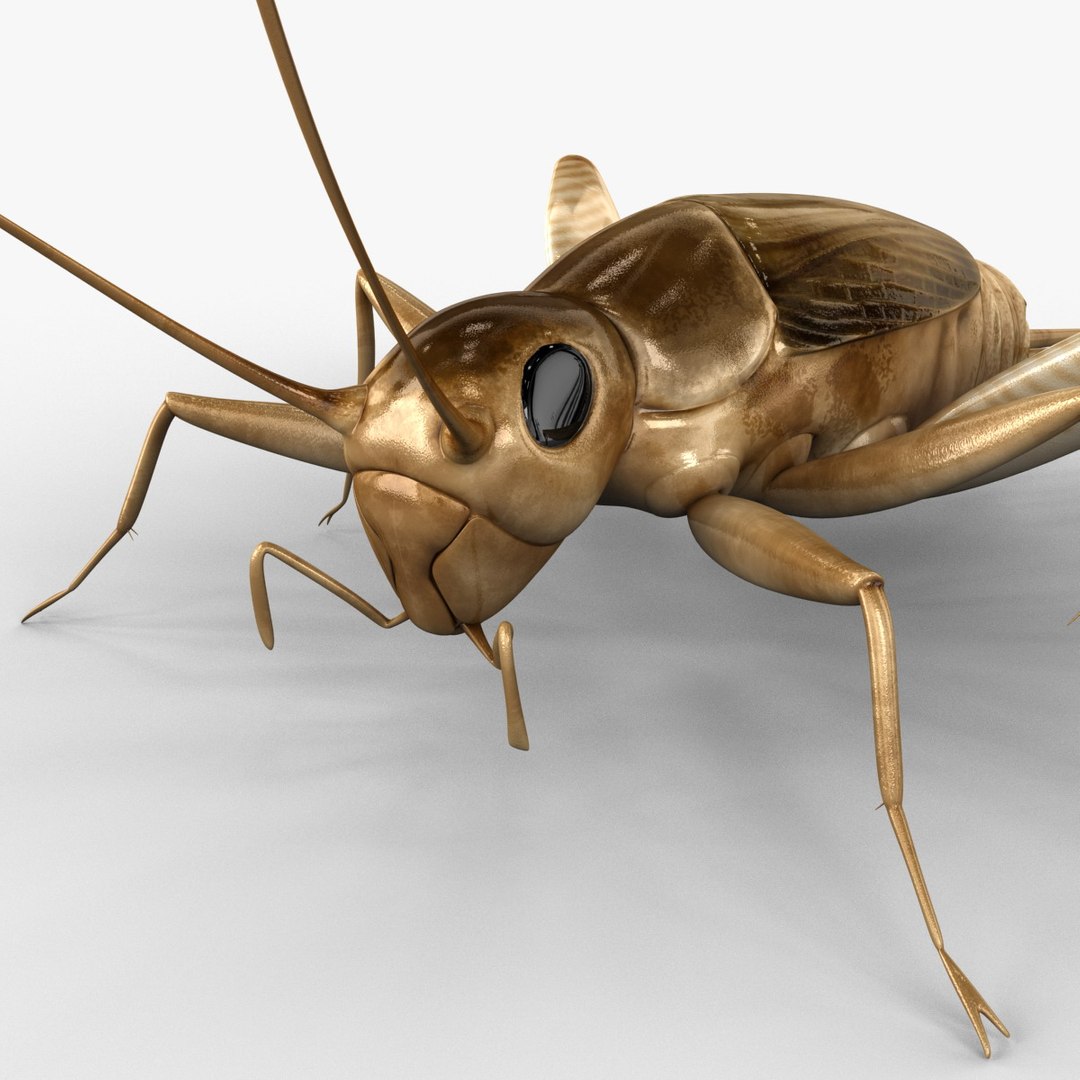 Cricket 3d 3ds
