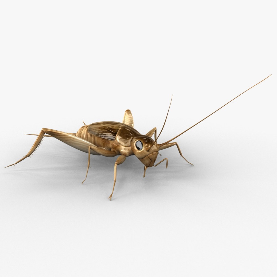 Cricket 3d 3ds