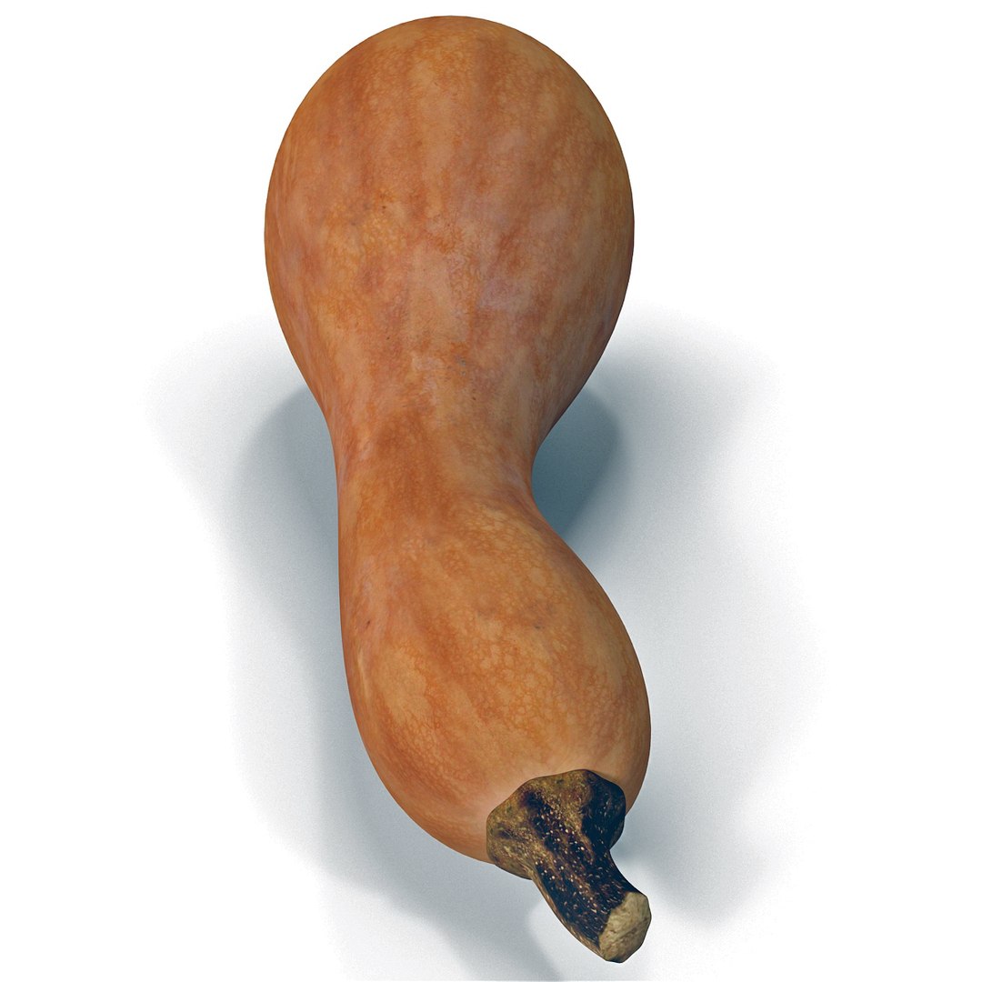squash 3d model