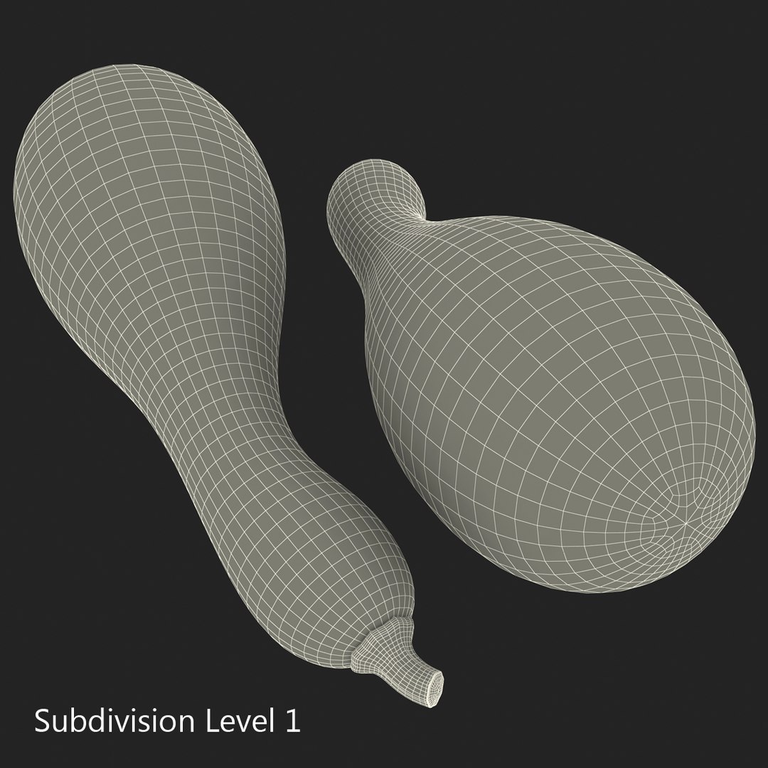 squash 3d model