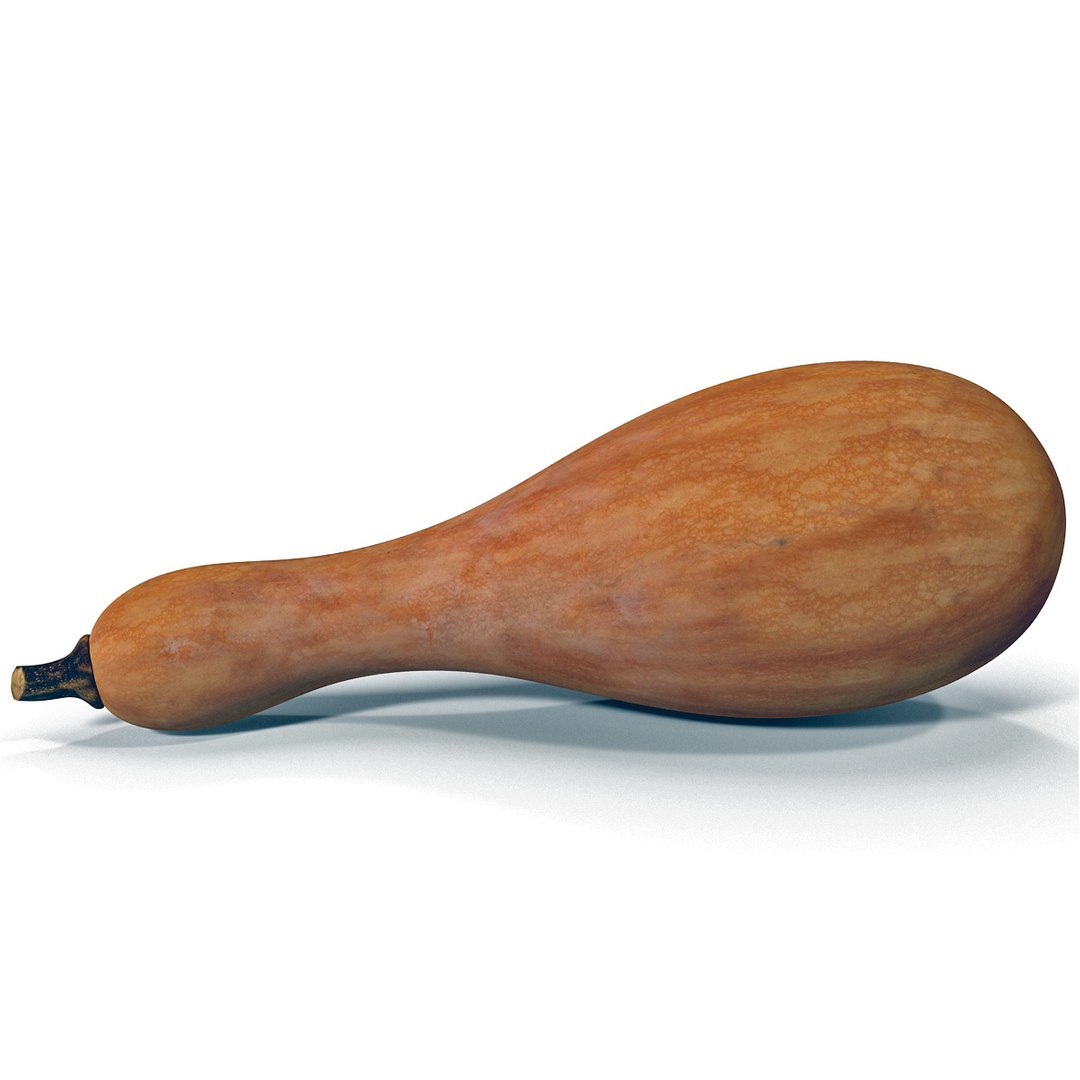squash 3d model