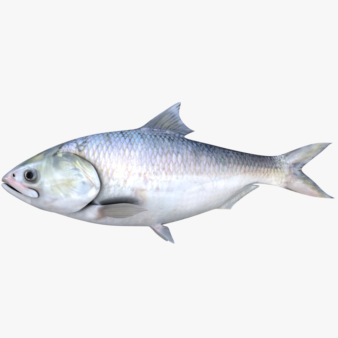 3D Ilish Male And Female Set - TurboSquid 2338482