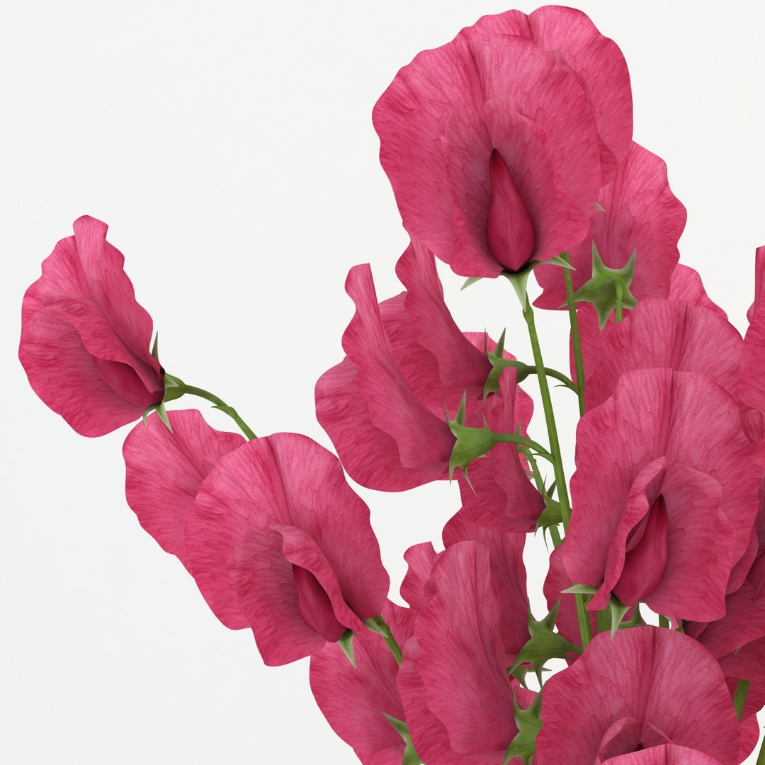 Sweet Peas Vase Red 3d Model