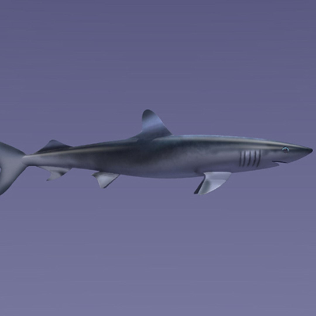 3ds max blue shark