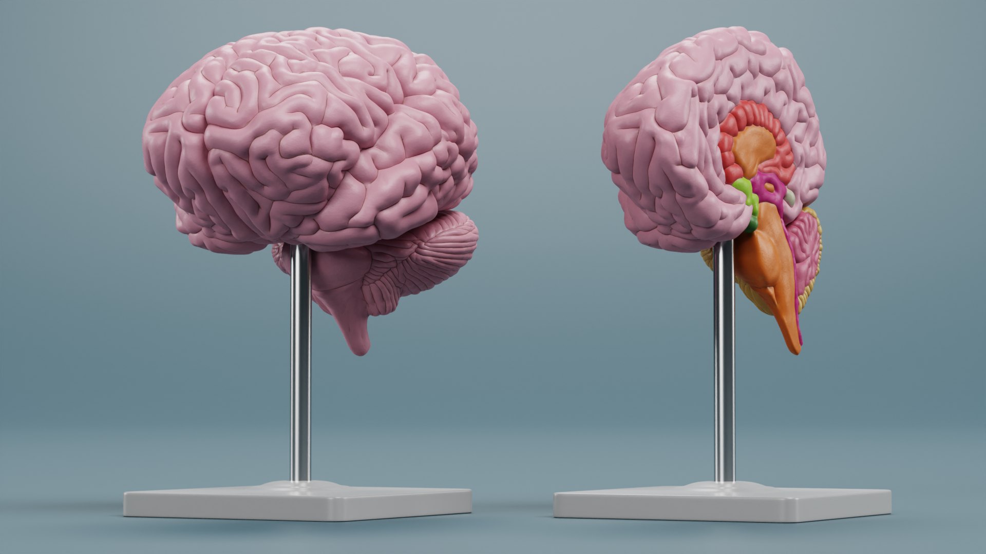 3D Brain Collection Model - TurboSquid 2372944