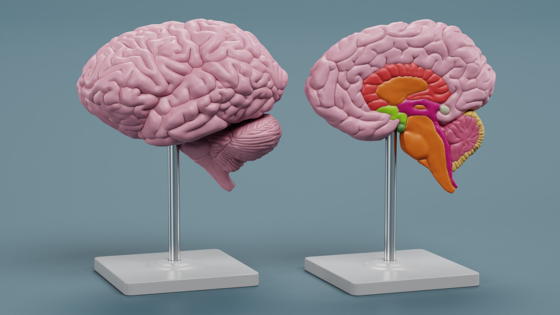 3D Brain Collection Model - TurboSquid 2372944