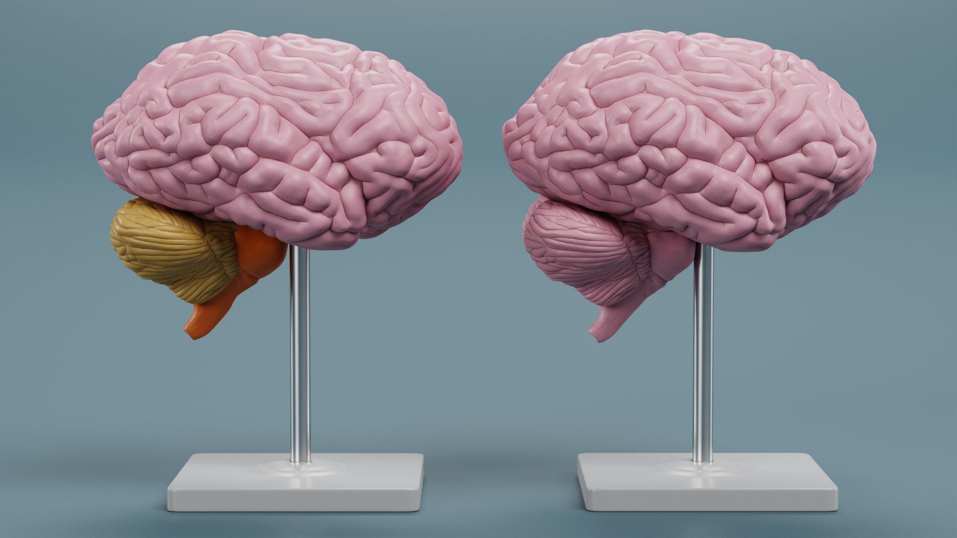 3D Brain Collection Model - TurboSquid 2372944