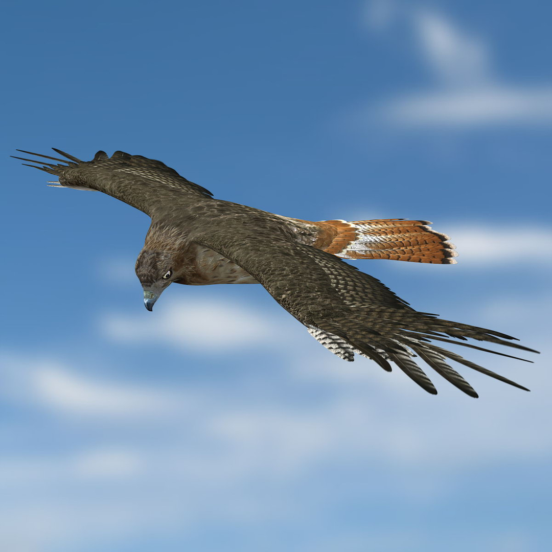 maya hawk animator