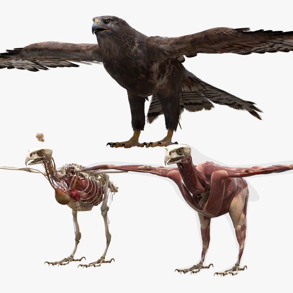 Eagle Muscle Anatomy