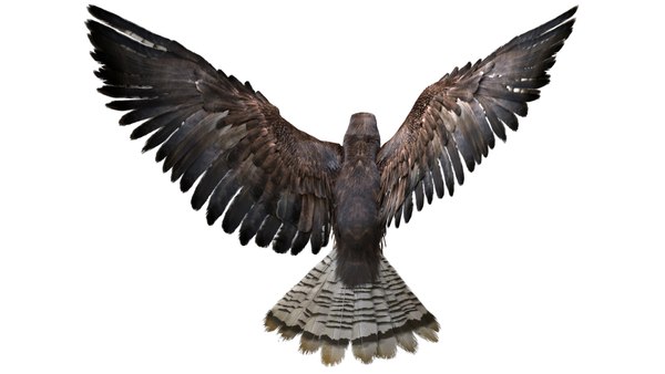 3D hawk anatomy skeleton model - TurboSquid 1526141