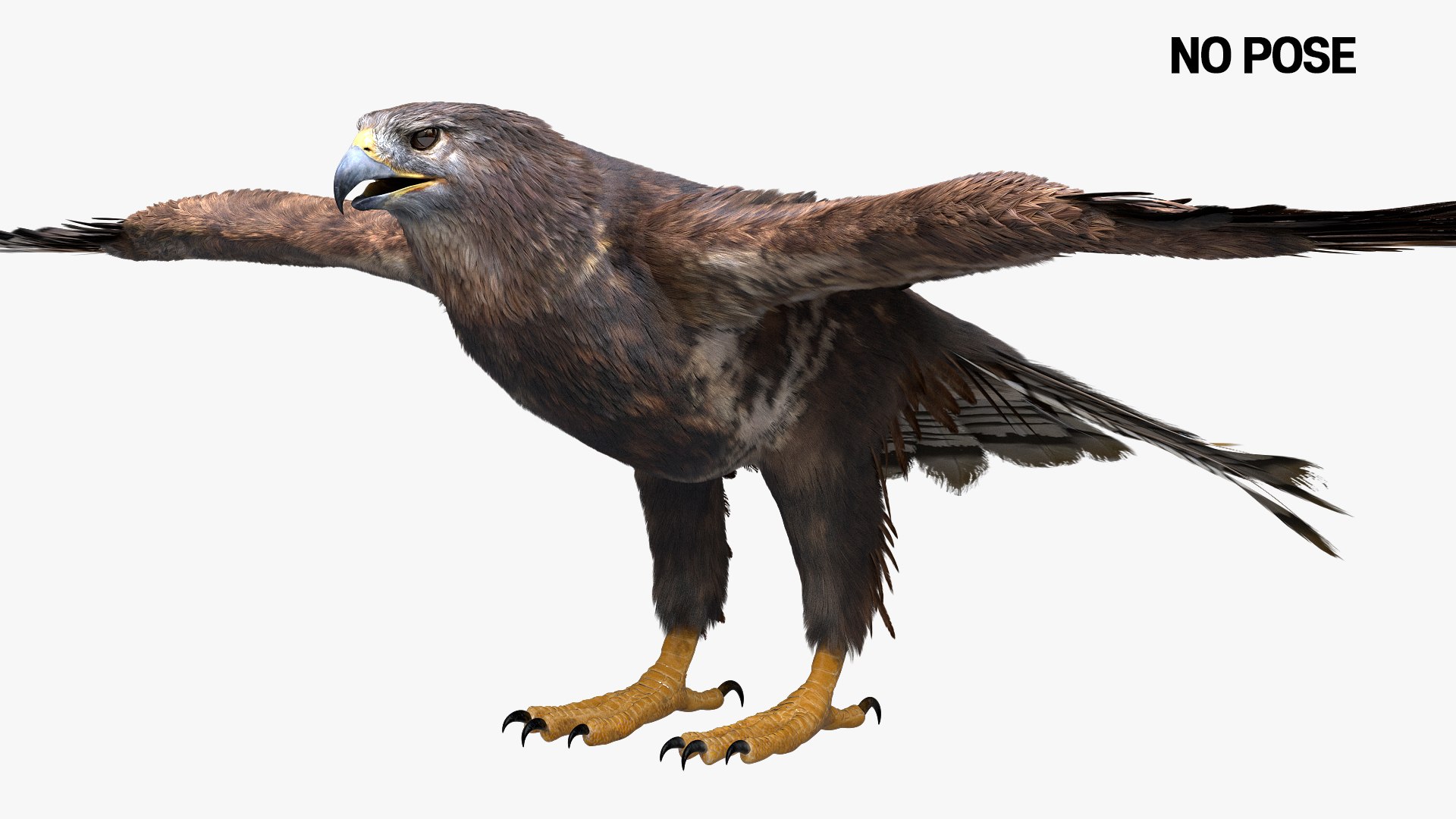 3D hawk anatomy skeleton model - TurboSquid 1526141