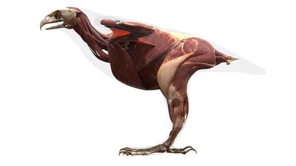 3D hawk anatomy skeleton model - TurboSquid 1526141