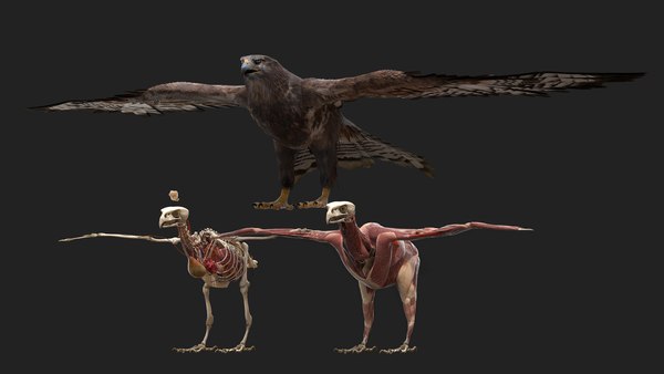 호크 모피 해부학 3D 모델 - TurboSquid 1526141