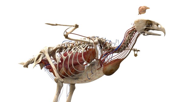 3D hawk anatomy skeleton model - TurboSquid 1526141