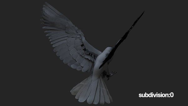 3D hawk anatomy skeleton model - TurboSquid 1526141