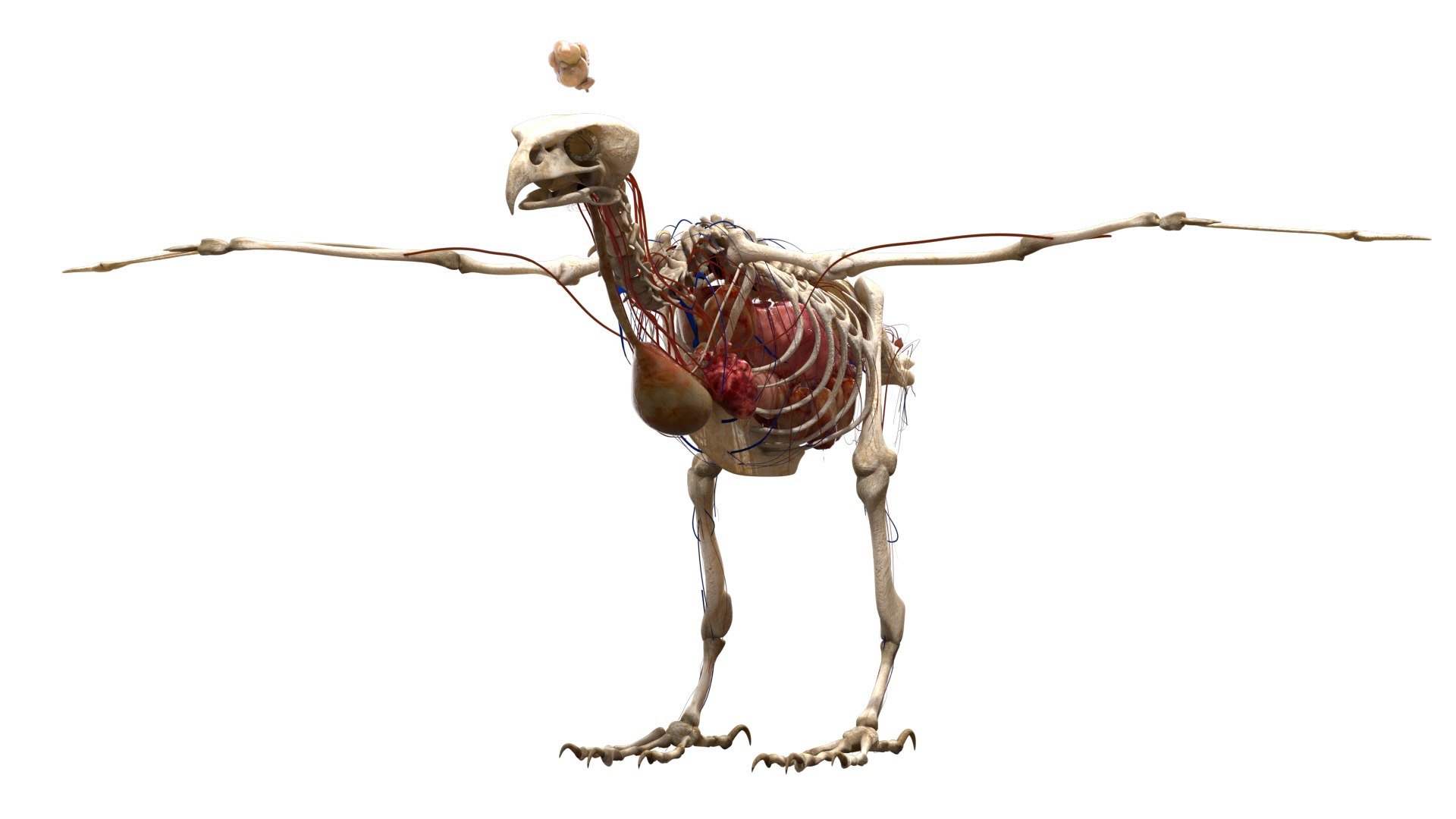 3D hawk anatomy skeleton model - TurboSquid 1526141