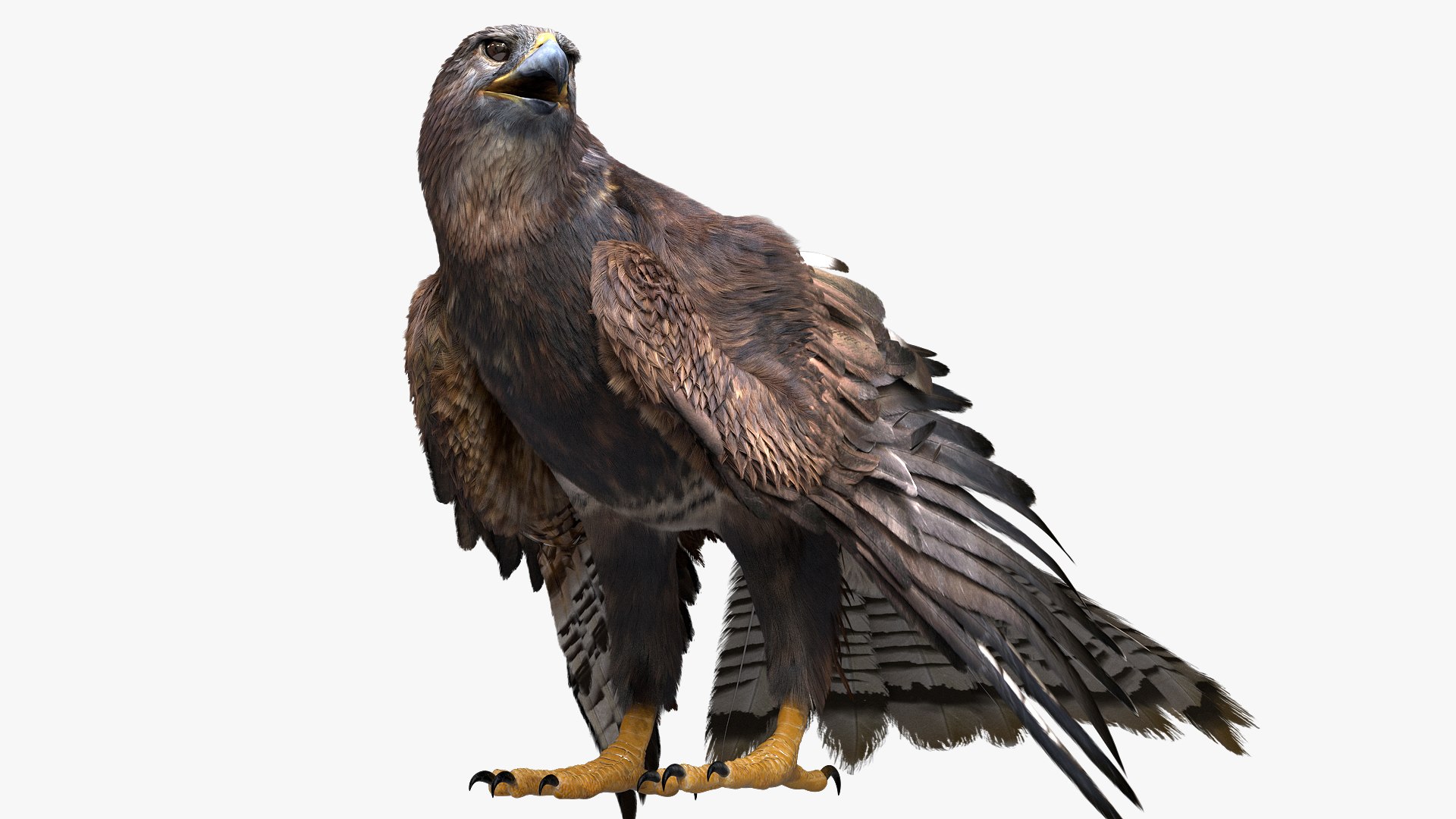 3D hawk anatomy skeleton model - TurboSquid 1526141