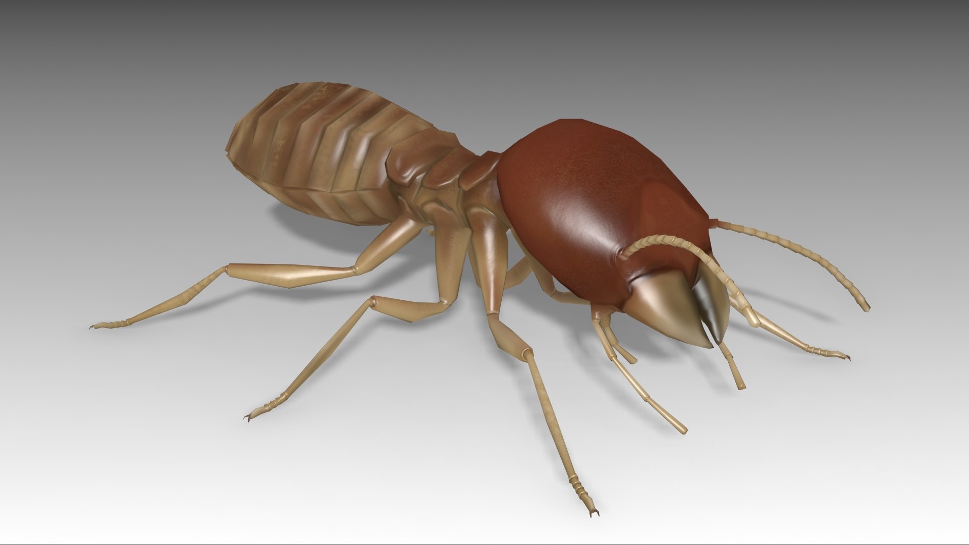 TermiteWorker 3D Model - TurboSquid 1853688