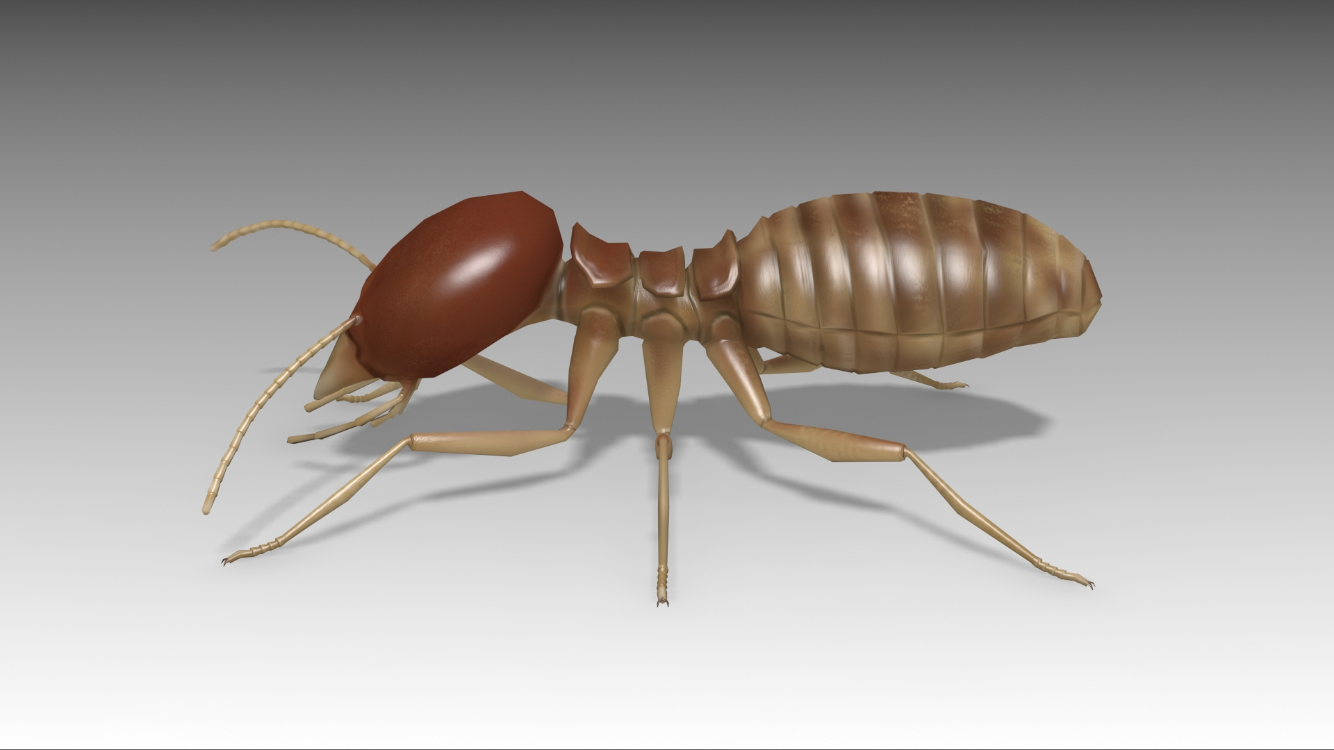 TermiteWorker 3D Model - TurboSquid 1853688