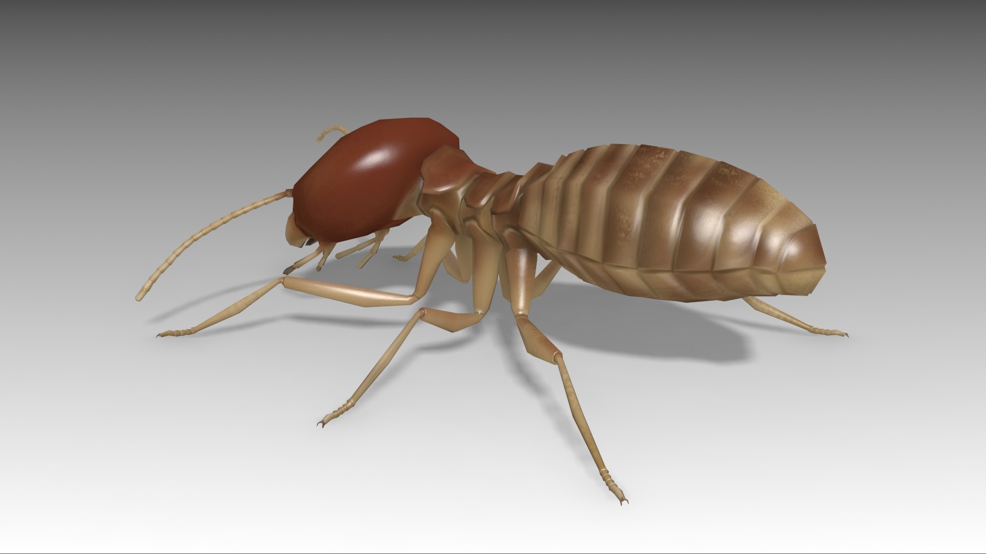TermiteWorker 3D Model - TurboSquid 1853688