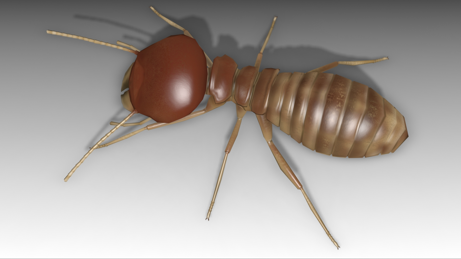 TermiteWorker 3D model - TurboSquid 1853688