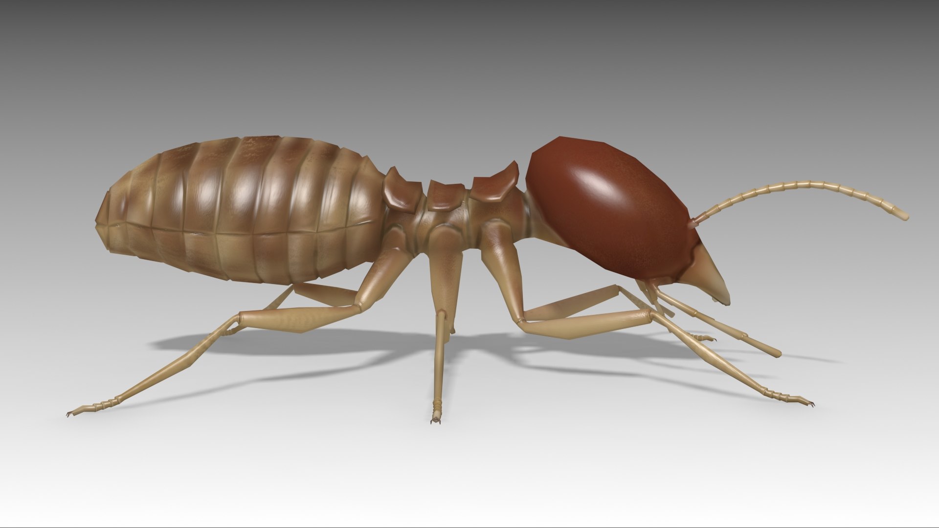 TermiteWorker 3D Model - TurboSquid 1853688