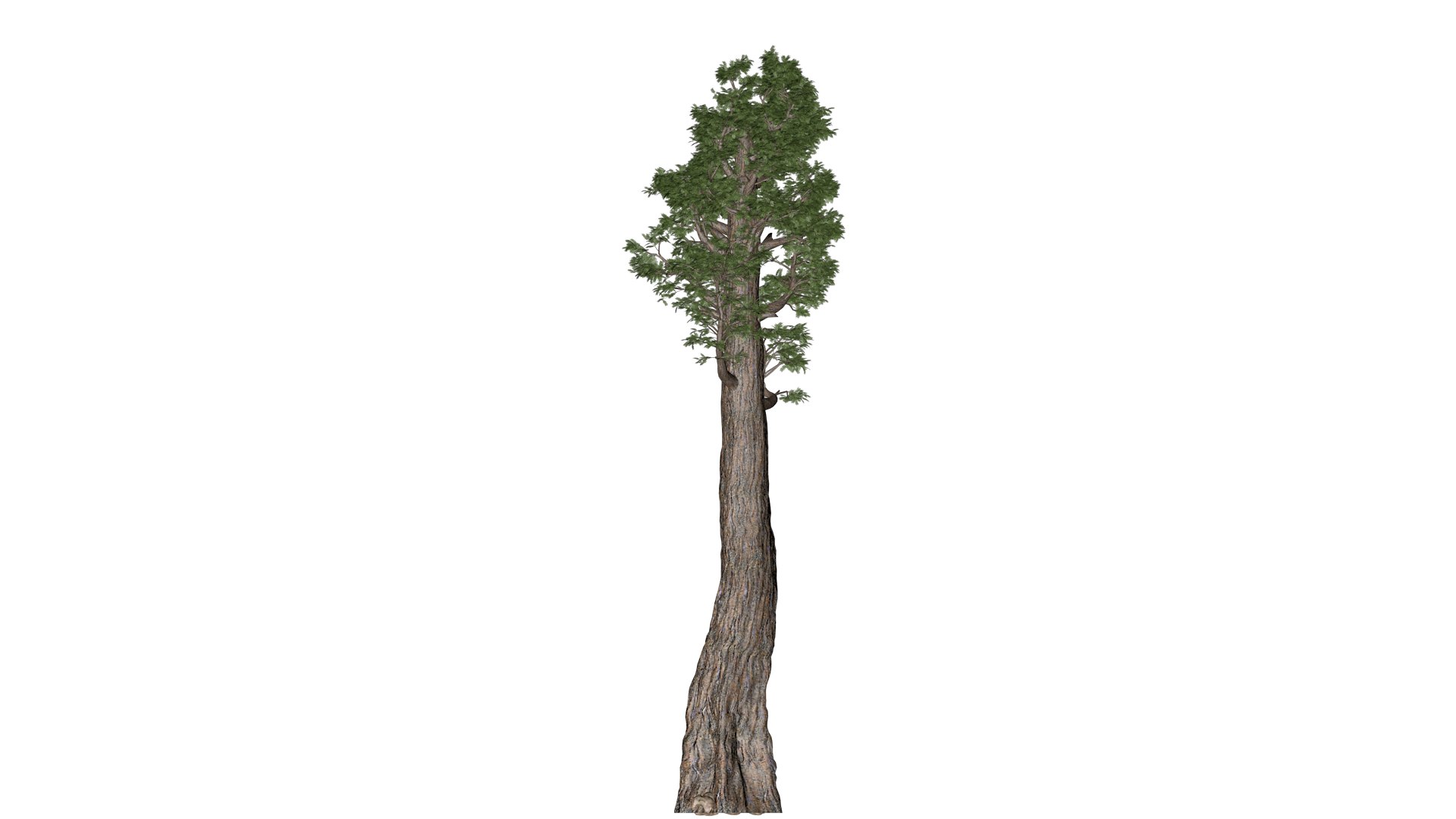 Giant Redwood Sequoia Tree - 06 - 3D Model - TurboSquid 2373510