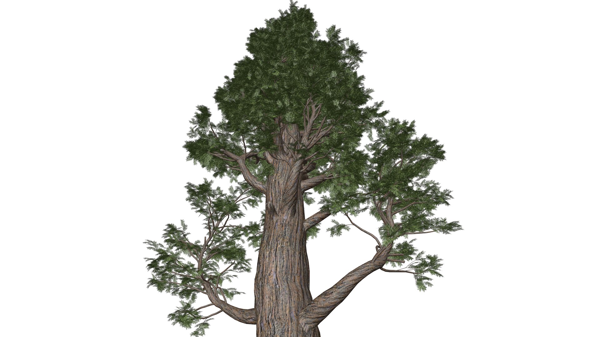 Giant Redwood Sequoia Tree - 06 - 3D Model - TurboSquid 2373510