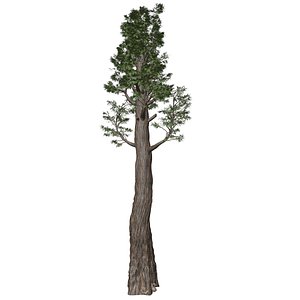 3D Tree Redwood Models - Browse & Download Formats - TurboSquid
