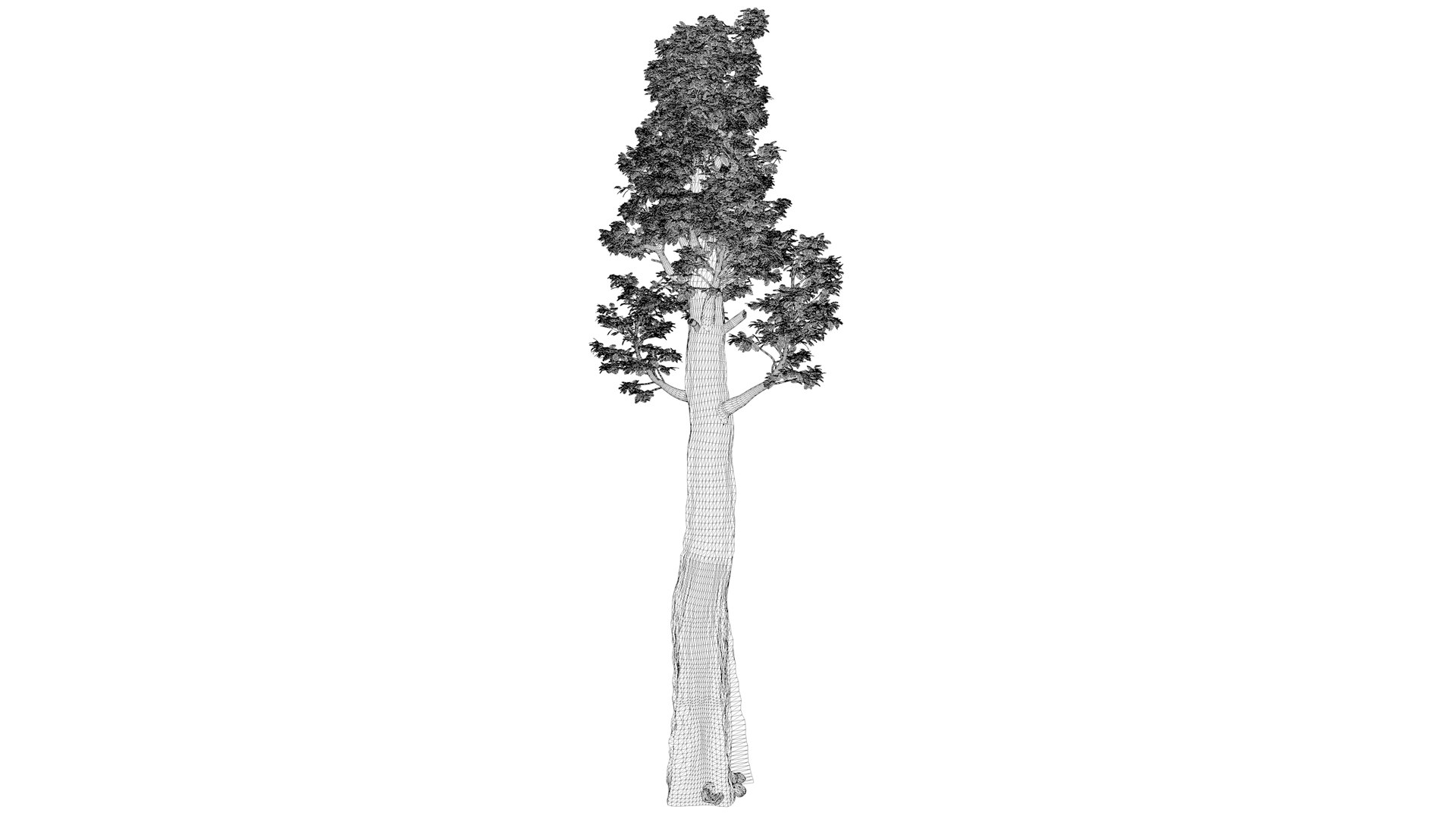 Giant Redwood Sequoia Tree - 06 - 3D Model - TurboSquid 2373510