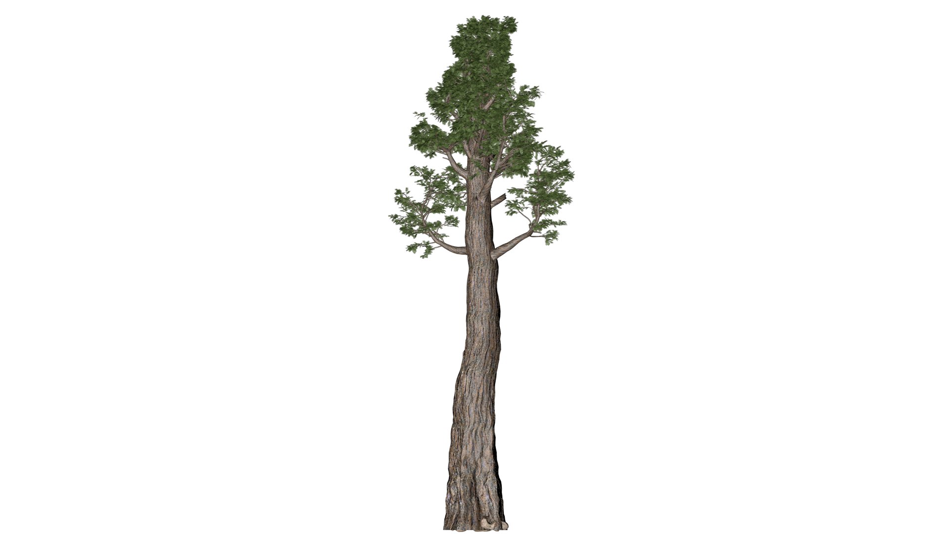 Giant Redwood Sequoia Tree - 06 - 3D Model - TurboSquid 2373510