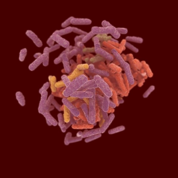 3d mycobacterium pathogens tuberculosis