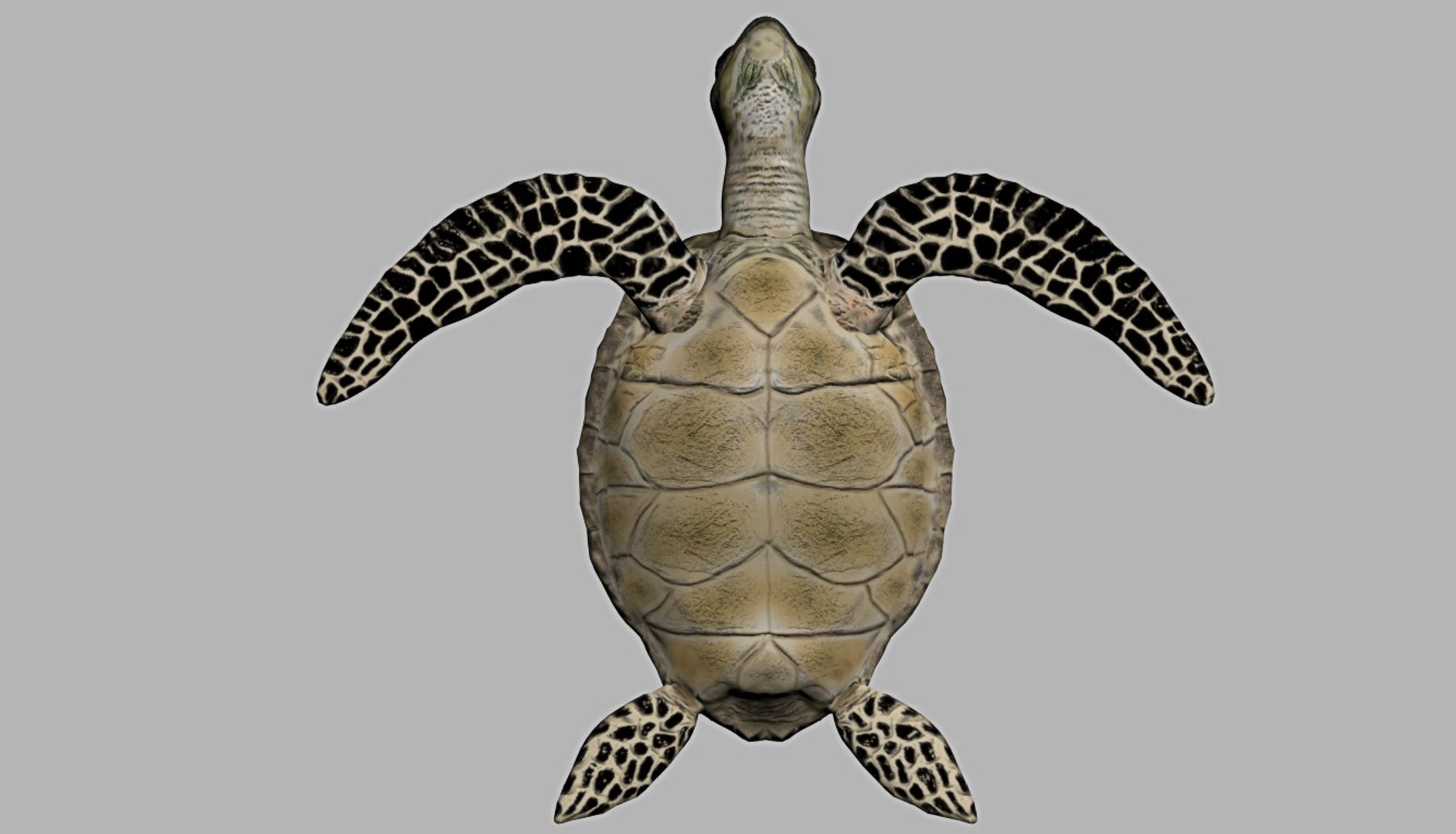 Sea Turtle 3D Model - TurboSquid 1397318
