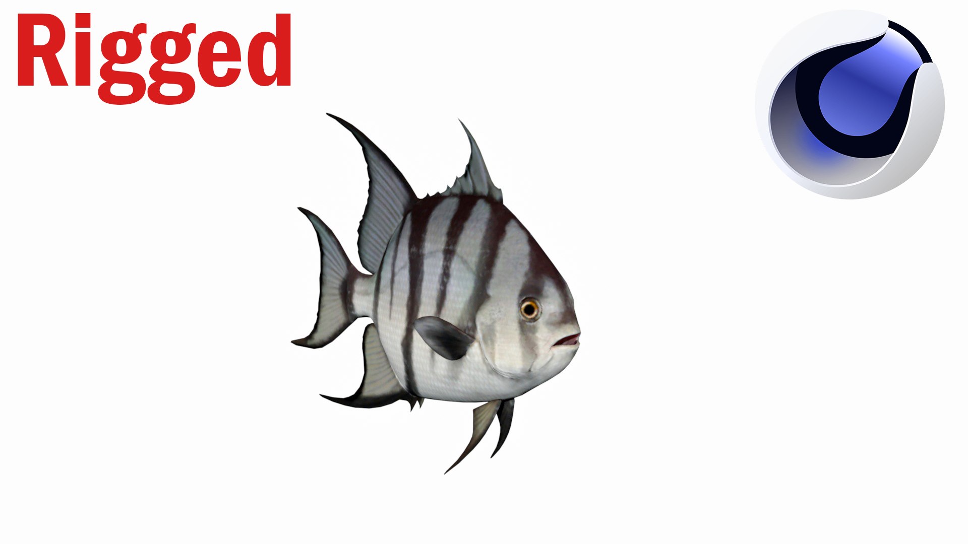 Atlantic Spade Rigged And Animated 3D - TurboSquid 2335498