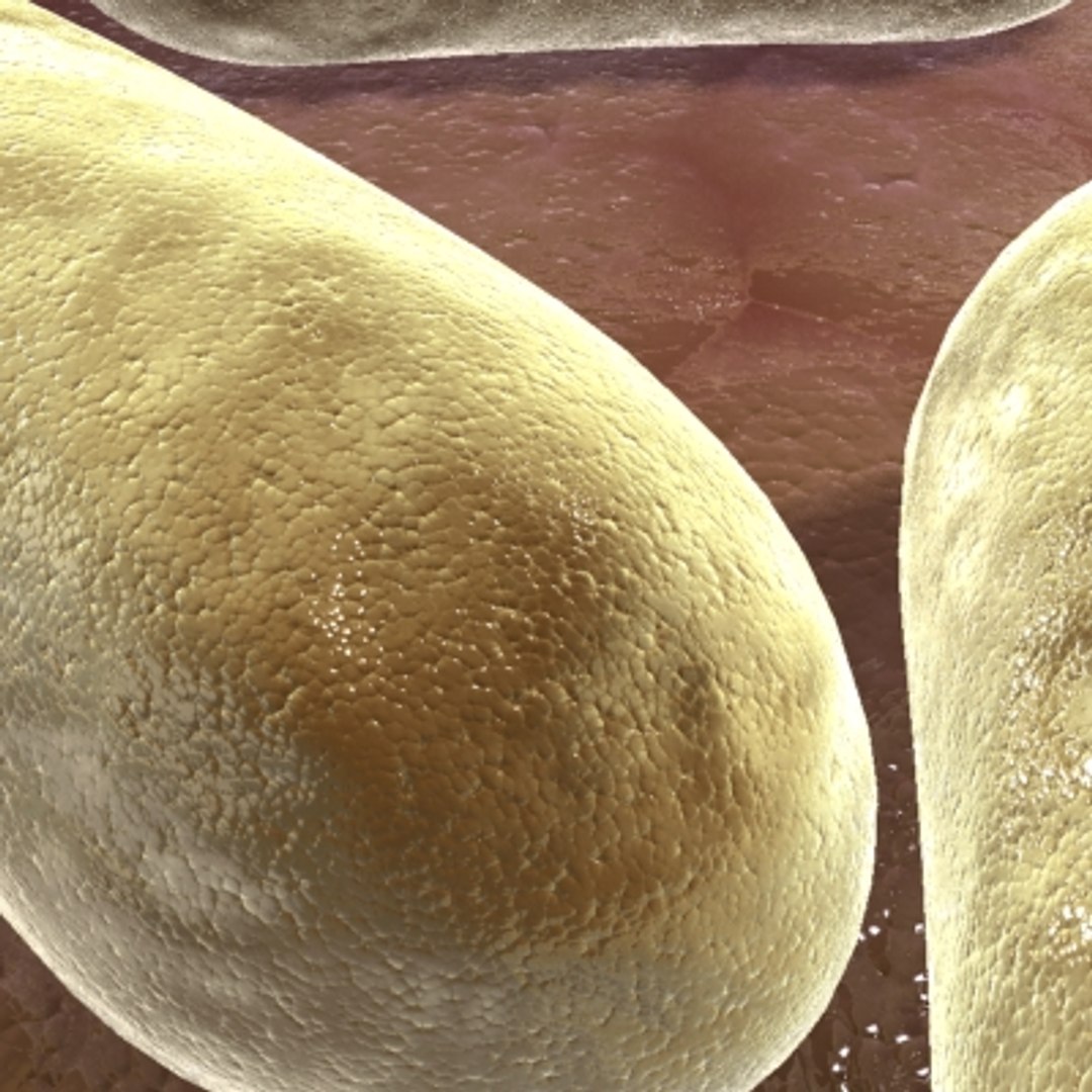 3d Bacterias Model