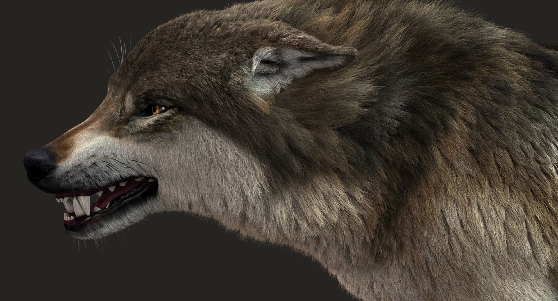 Wolf Rigged Fur 3 Model - TurboSquid 1306654