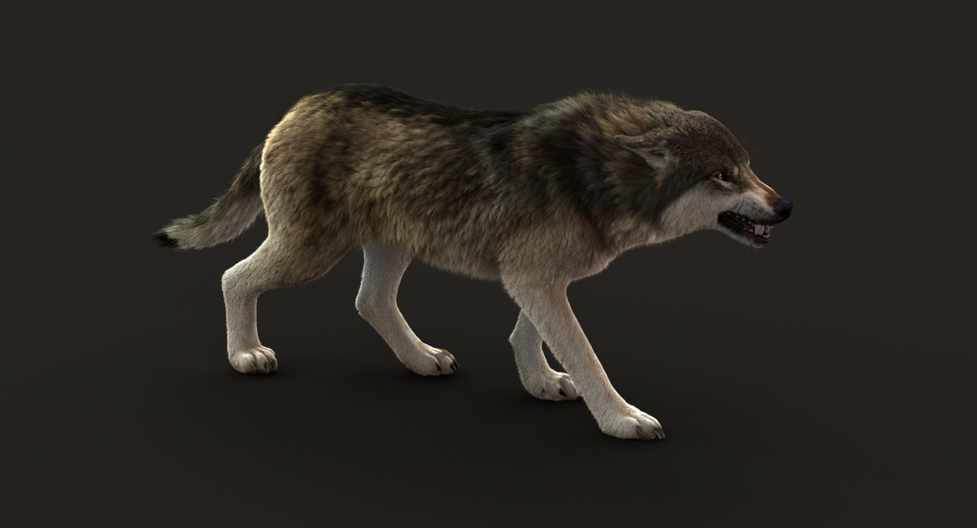 Wolf Rigged Fur 3 Model - TurboSquid 1306654