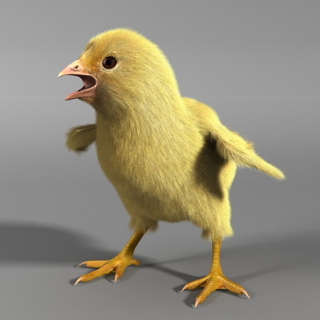 Chick Animation 3d Model