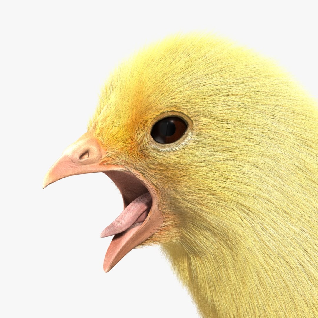 Chick Animation 3d Model
