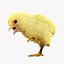Chick Animation 3d Model