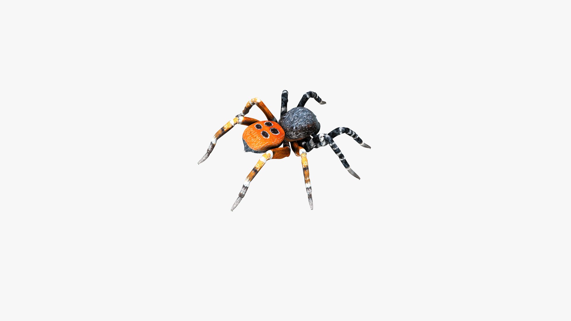 3D Ladybird Spider Collection - TurboSquid 2087635
