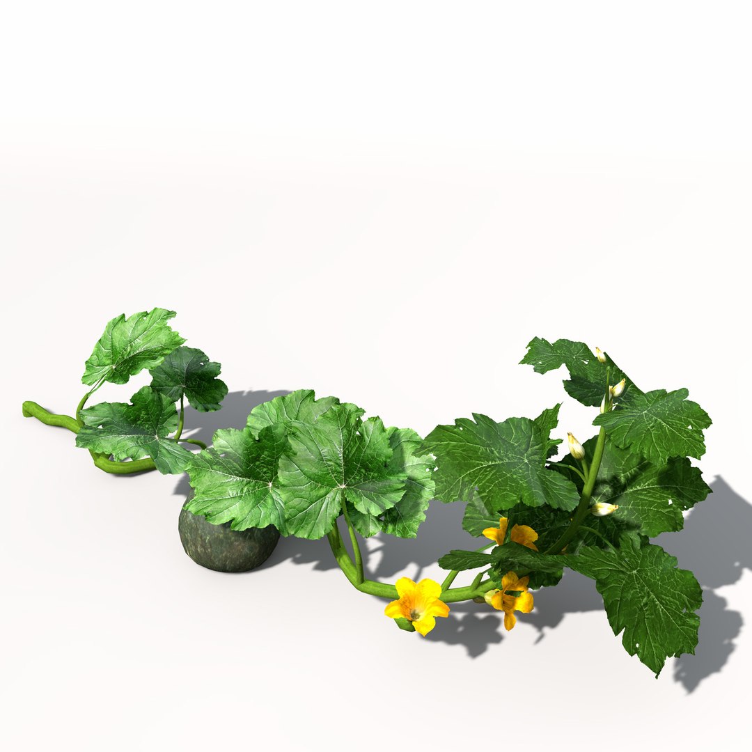 Xfrogplants Squash Plant 3d Model