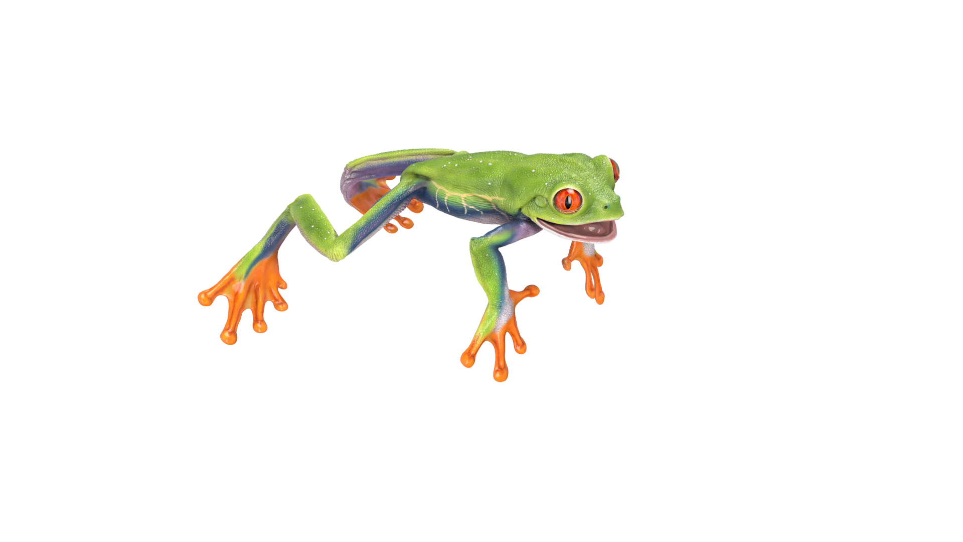 3D Red-Eyed Tree Frog - TurboSquid 2009071