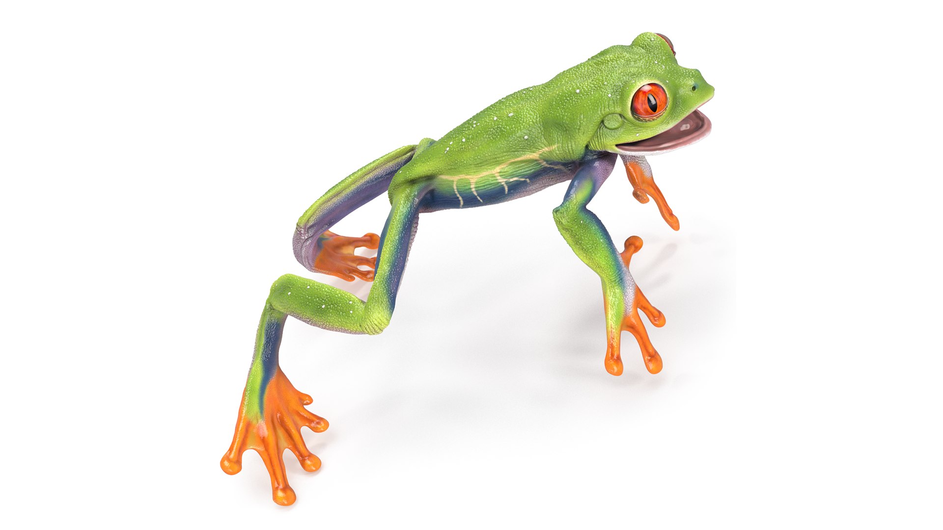 3D Red-Eyed Tree Frog - TurboSquid 2009071