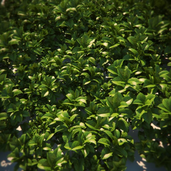 3d model ground cover 9