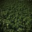 3d Model Ground Cover 9