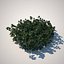3d Model Ground Cover 9