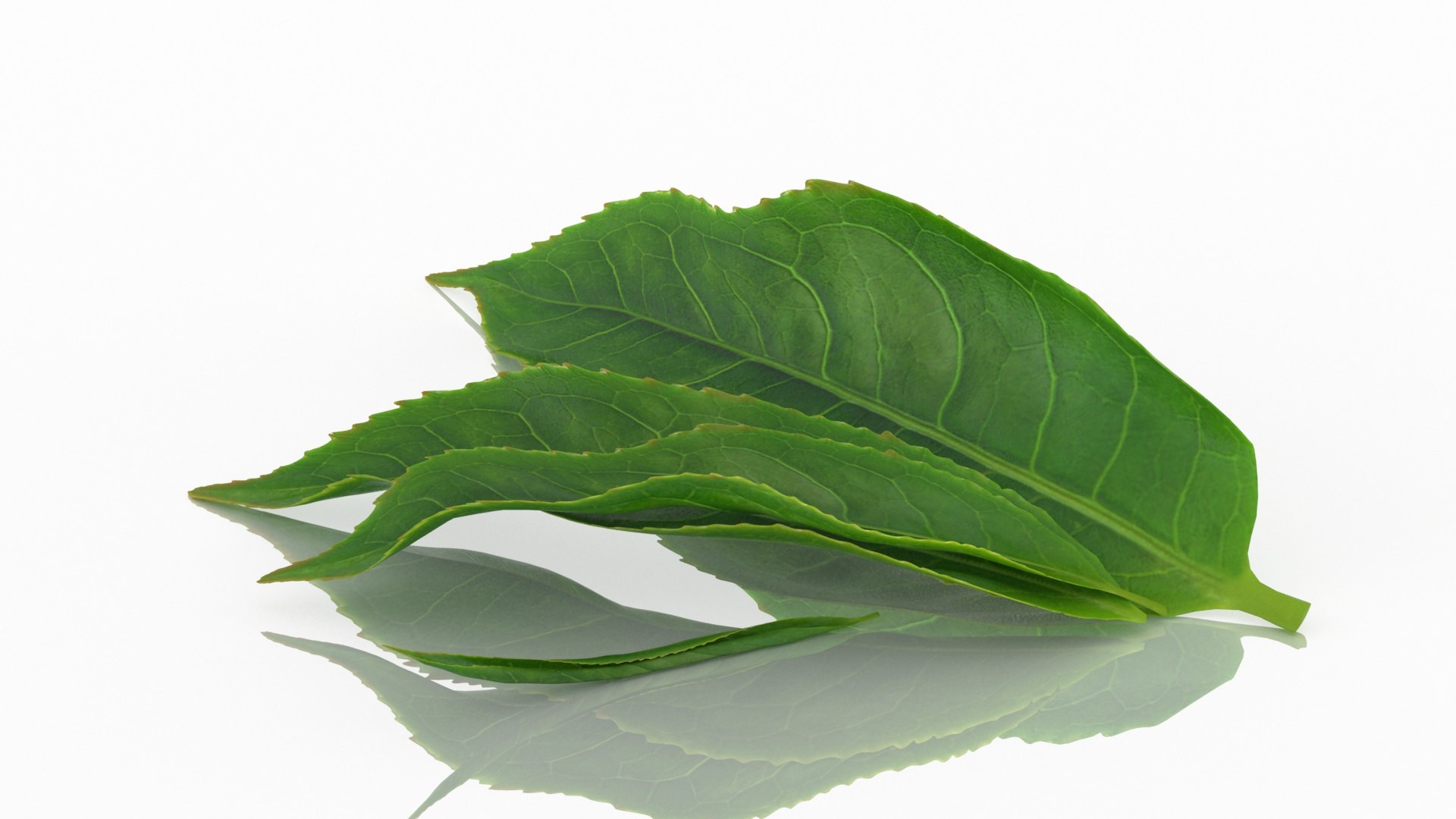 Tea Leaf 3D Model - TurboSquid 1484307