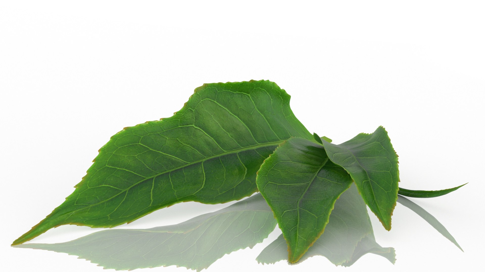 Tea Leaf 3D Model - TurboSquid 1484307